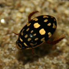 Sunburst Diving Beetle | Insect Wiki | Fandom