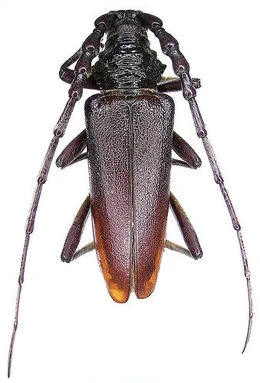 Cerambyx miles | Insect Wiki | Fandom