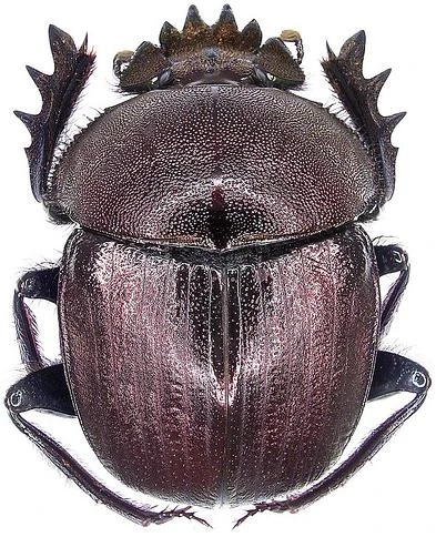 Kheper aegyptiorum | Insect Wiki | Fandom