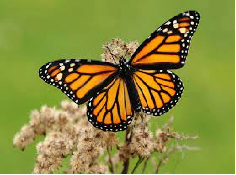 Danaus plexippus | Insect Wiki | Fandom