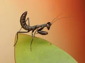 Mantodea | Insect Wiki | Fandom