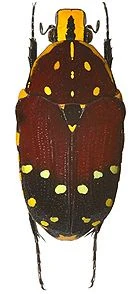 Euchroea histrionica | Insect Wiki | Fandom