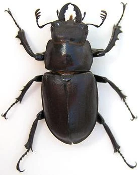 Lucanus placidus | Insect Wiki | Fandom