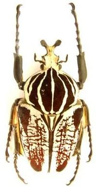 Goliathus goliatus undulus | Insect Wiki | Fandom