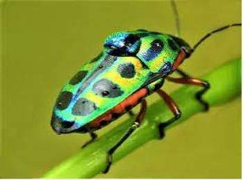 Calidea dregii | Insect Wiki | Fandom