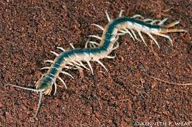 Scolopendra viridis | Insect Wiki | Fandom