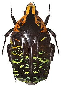 Euchroea urania | Insect Wiki | Fandom