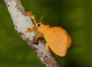 Zygaenoidea | Insect Wiki | Fandom