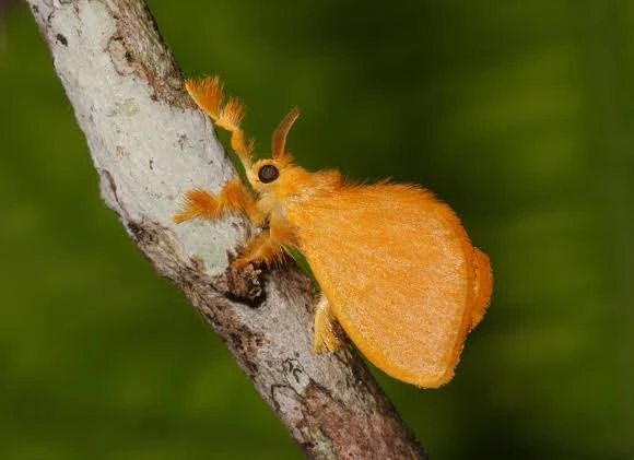 Acraga infusa | Insect Wiki | Fandom