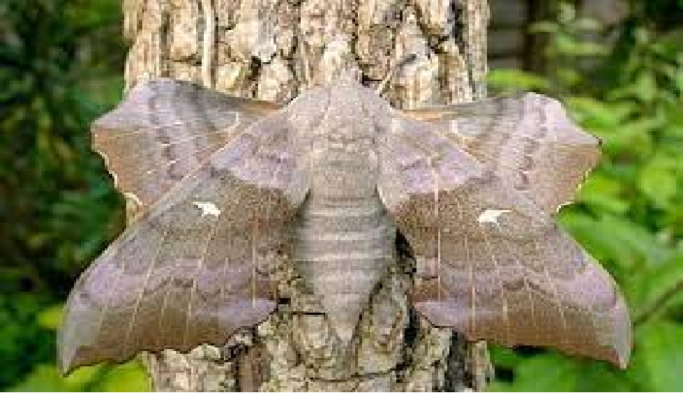 Laothoe | Insect Wiki | Fandom