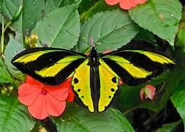 Ornithoptera tithonus | Insect Wiki | Fandom