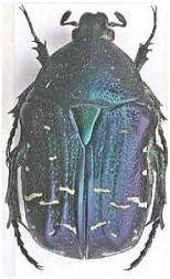 Cetonia carthami | Insect Wiki | Fandom