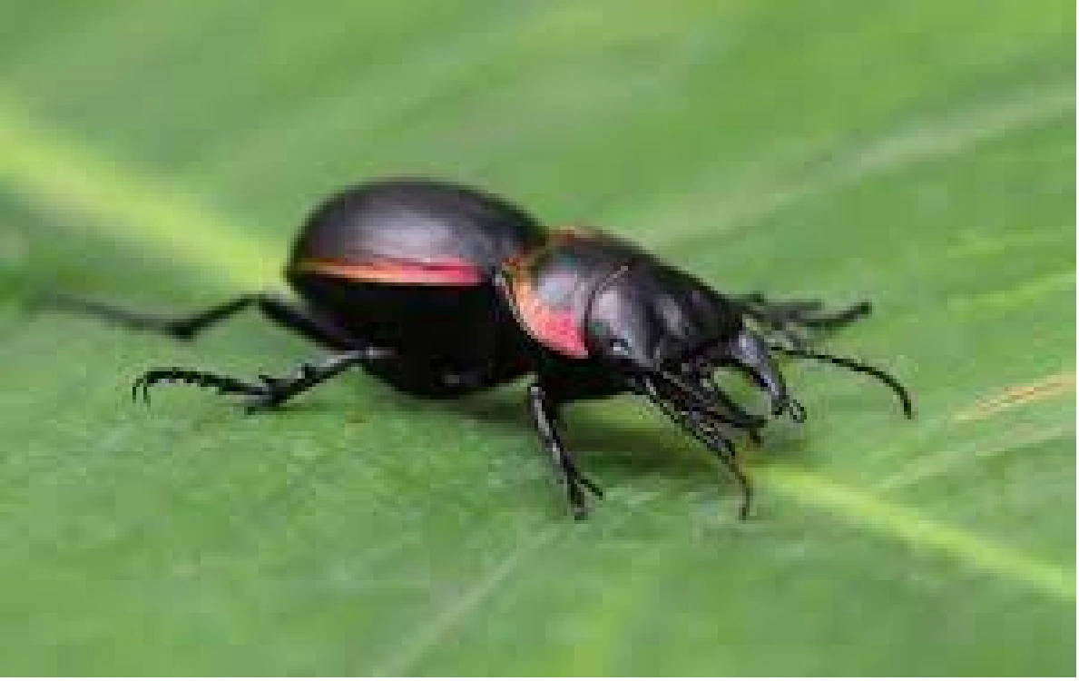 Category:Carnivorous insects | Insect Wiki | Fandom