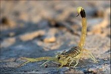 Deathstalker | Insect Wiki | Fandom
