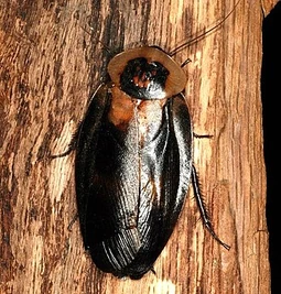 Blaberus craniifer | Insect Wiki | Fandom