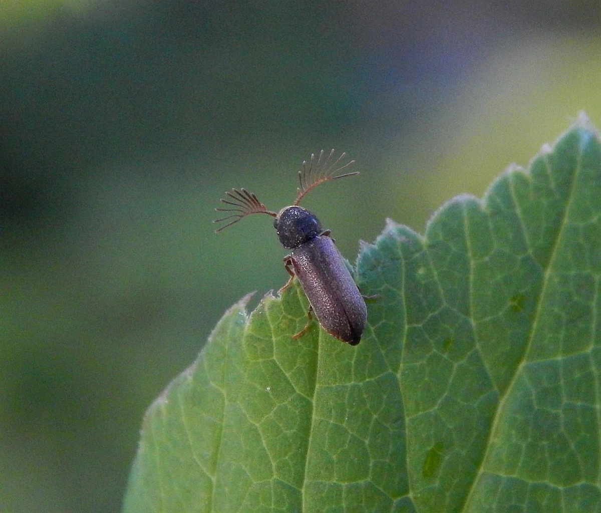 Ptilinus pectinicornis | Insect Wiki | Fandom