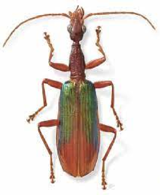 Agra katewinsletae | Insect Wiki | Fandom