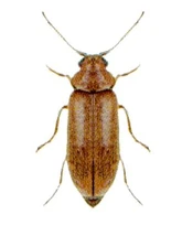 Ernobius mollis | Insect Wiki | Fandom