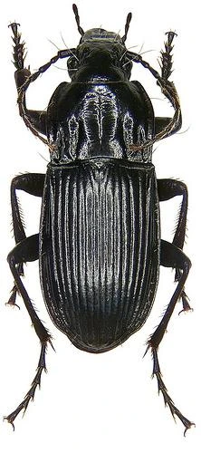 Abax parallelepipedus | Insect Wiki | Fandom