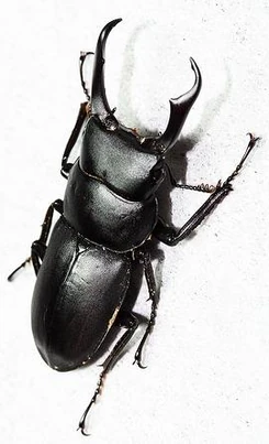 Dorcus rectus | Insect Wiki | Fandom