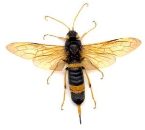 Urocerus gigas | Insect Wiki | Fandom