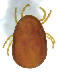 Argas persicus | Insect Wiki | Fandom