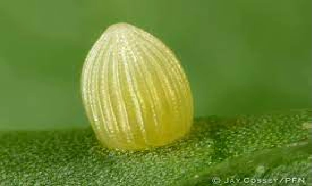 Butterfly Egg