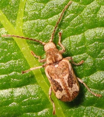 Anobiidae | Insect Wiki | Fandom