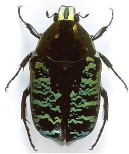 Euchroea coelestis | Insect Wiki | Fandom