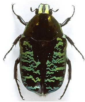 Euchroea coelestis | Insect Wiki | Fandom