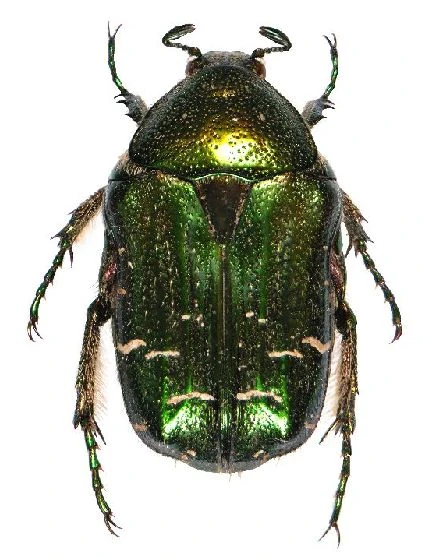 Cetonia carthami auratiformis | Insect Wiki | Fandom