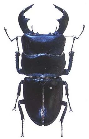 Dorcus bucephalus | Insect Wiki | Fandom