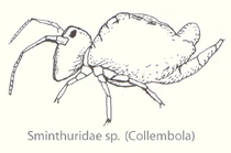 Sminthurides aquaticus | Insect Wiki | Fandom