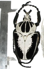 Goliathus | Insect Wiki | Fandom