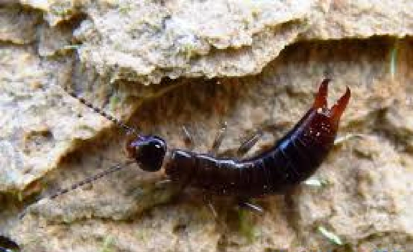 Ringlegged earwig | Insect Wiki | Fandom