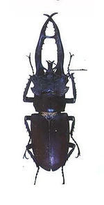 Lucanus formosanus | Insect Wiki | Fandom