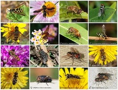 Insect orders | Insect Wiki | Fandom