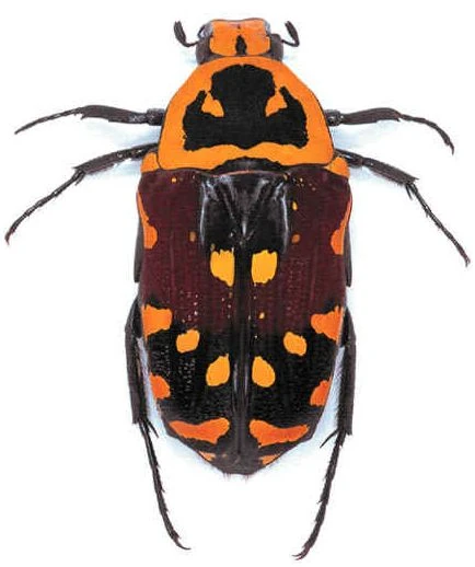 Euchroea aurostellata | Insect Wiki | Fandom