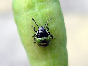 Pentatomidae | Insect Wiki | Fandom