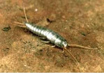 Zygentoma | Insect Wiki | Fandom