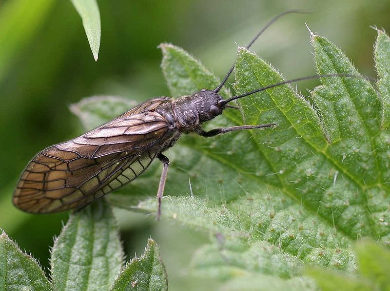 Sialis lutaria | Insect Wiki | Fandom