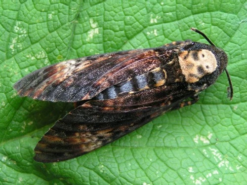 Acherontia atropos | Insect Wiki | Fandom