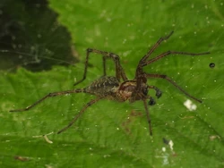 Agelena labyrinthica | Insect Wiki | Fandom