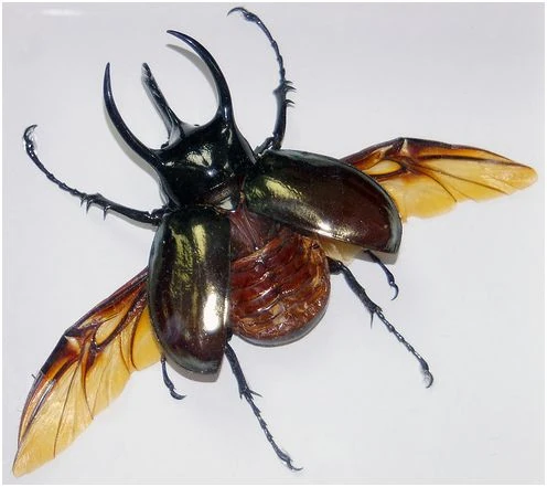 Chalcosoma caucasus | Insect Wiki | Fandom