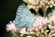 Celastrina argiolus | Insect Wiki | Fandom