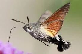 Hummingbird hawk-moth | Insect Wiki | Fandom