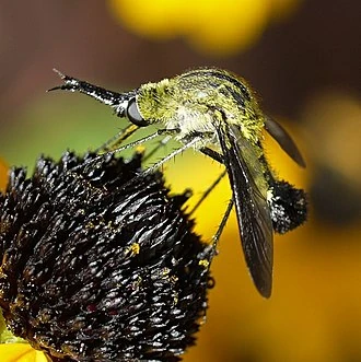 Asilomorpha | Insect Wiki | Fandom