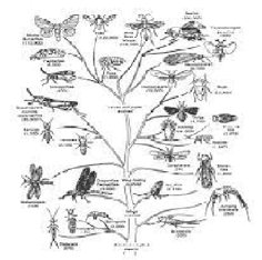 Insect taxonomy | Insect Wiki | Fandom