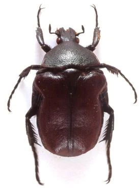 Anochilia | Insect Wiki | Fandom