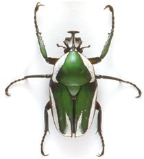 Dicronorrhina derbyana | Insect Wiki | Fandom